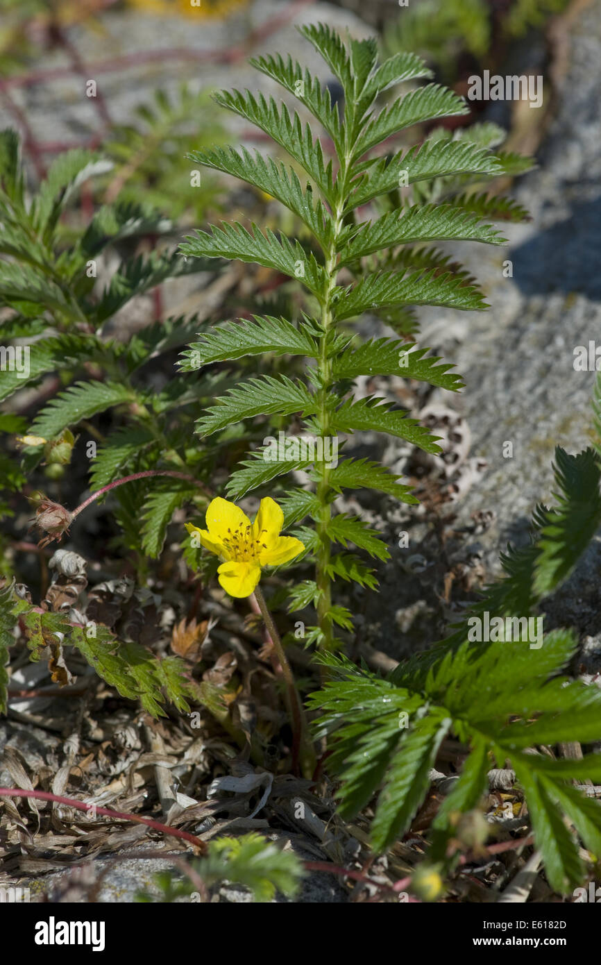 common silverweed, potentilla anserina Stock Photo - Alamy