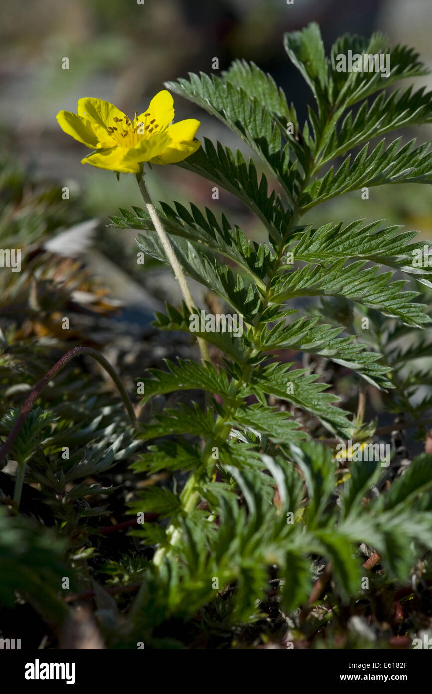 common silverweed, potentilla anserina Stock Photo - Alamy