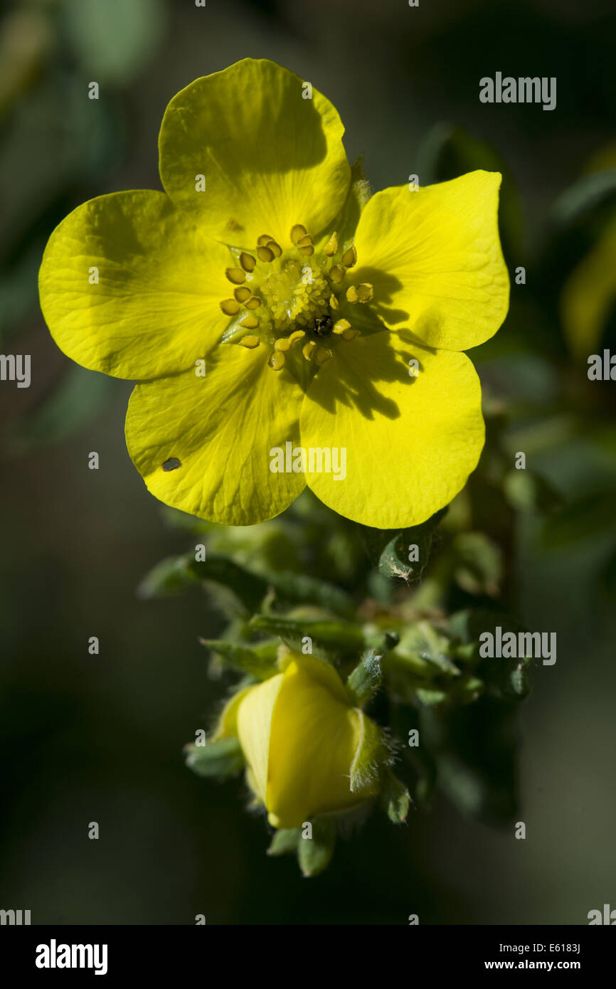 shrubby cinquefoil, potentilla fruticosa Stock Photo - Alamy