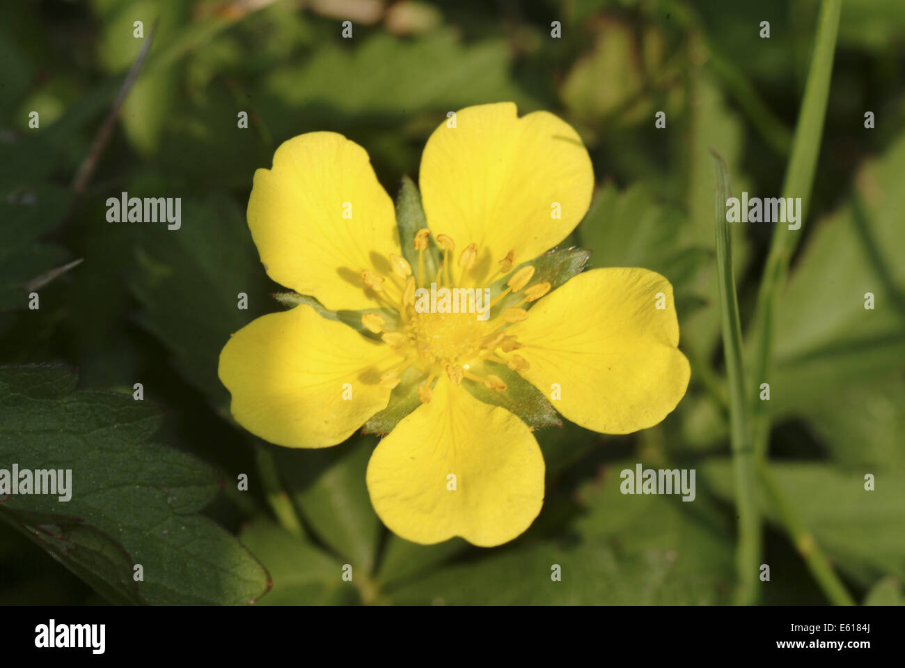 creeping cinquefoil, potentilla reptans Stock Photo - Alamy