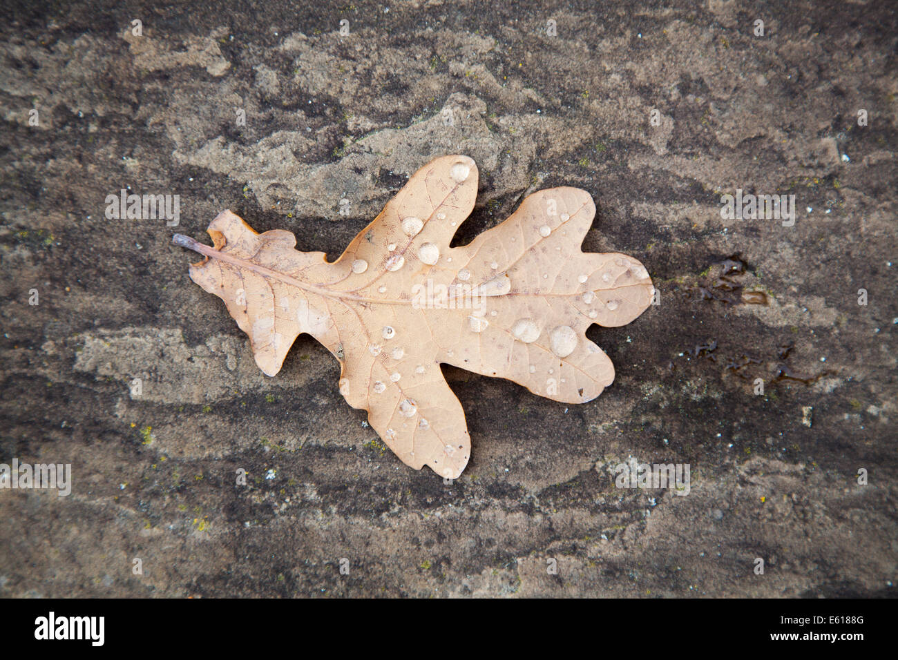 A single fallen oak leaf in autumn with rain drops on York stone in an ...