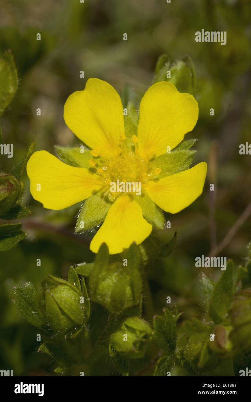 spring cinquefoil, potentilla verna Stock Photo - Alamy