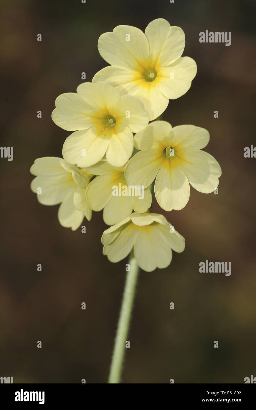 oxlip, primula elatior Stock Photo - Alamy