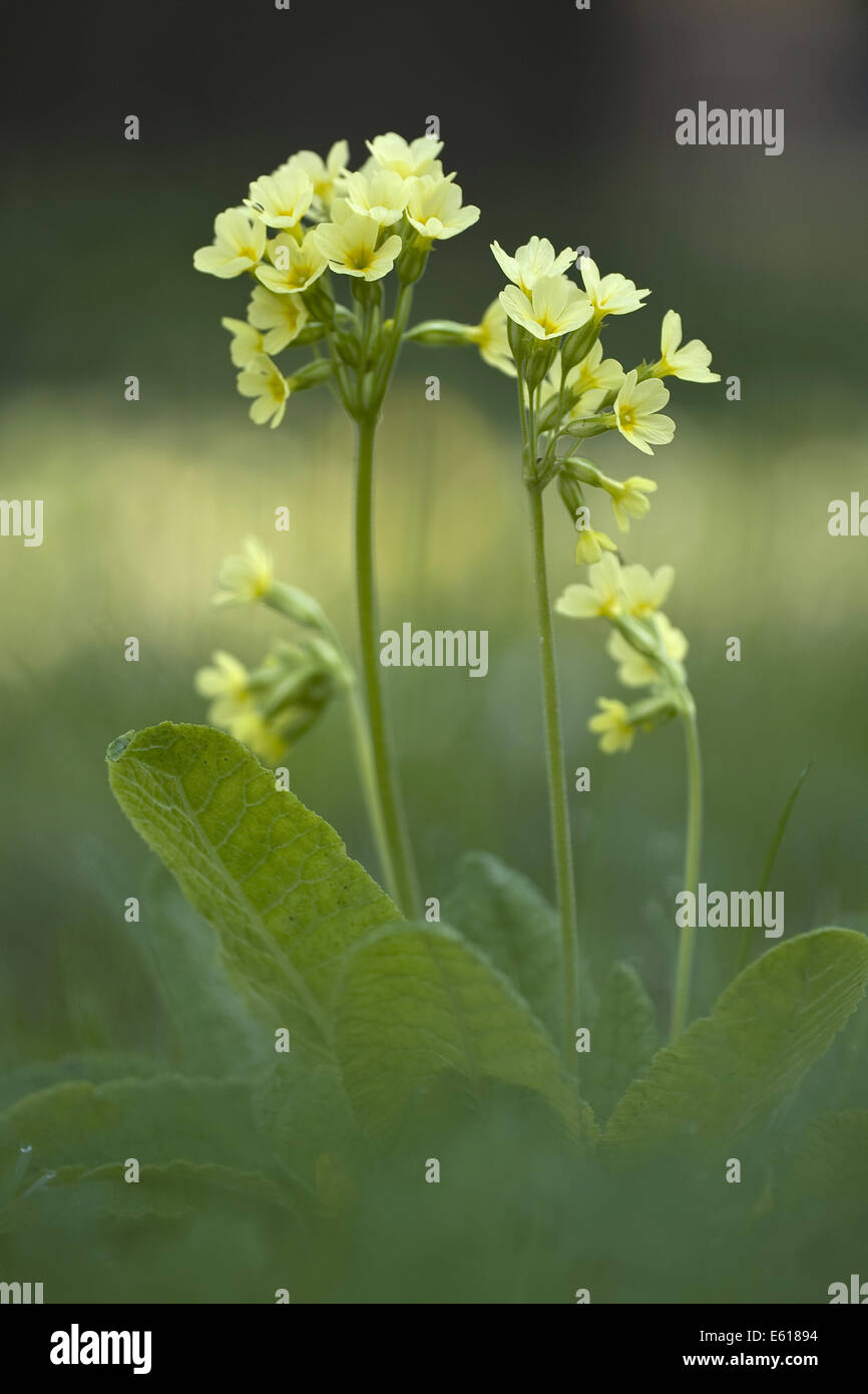 oxlip, primula elatior Stock Photo - Alamy