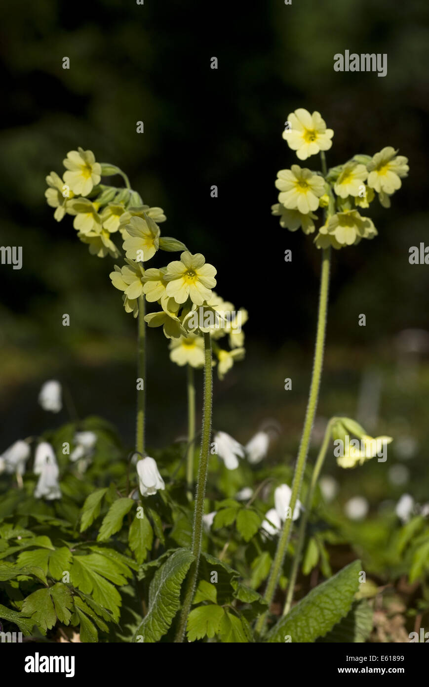oxlip, primula elatior Stock Photo - Alamy