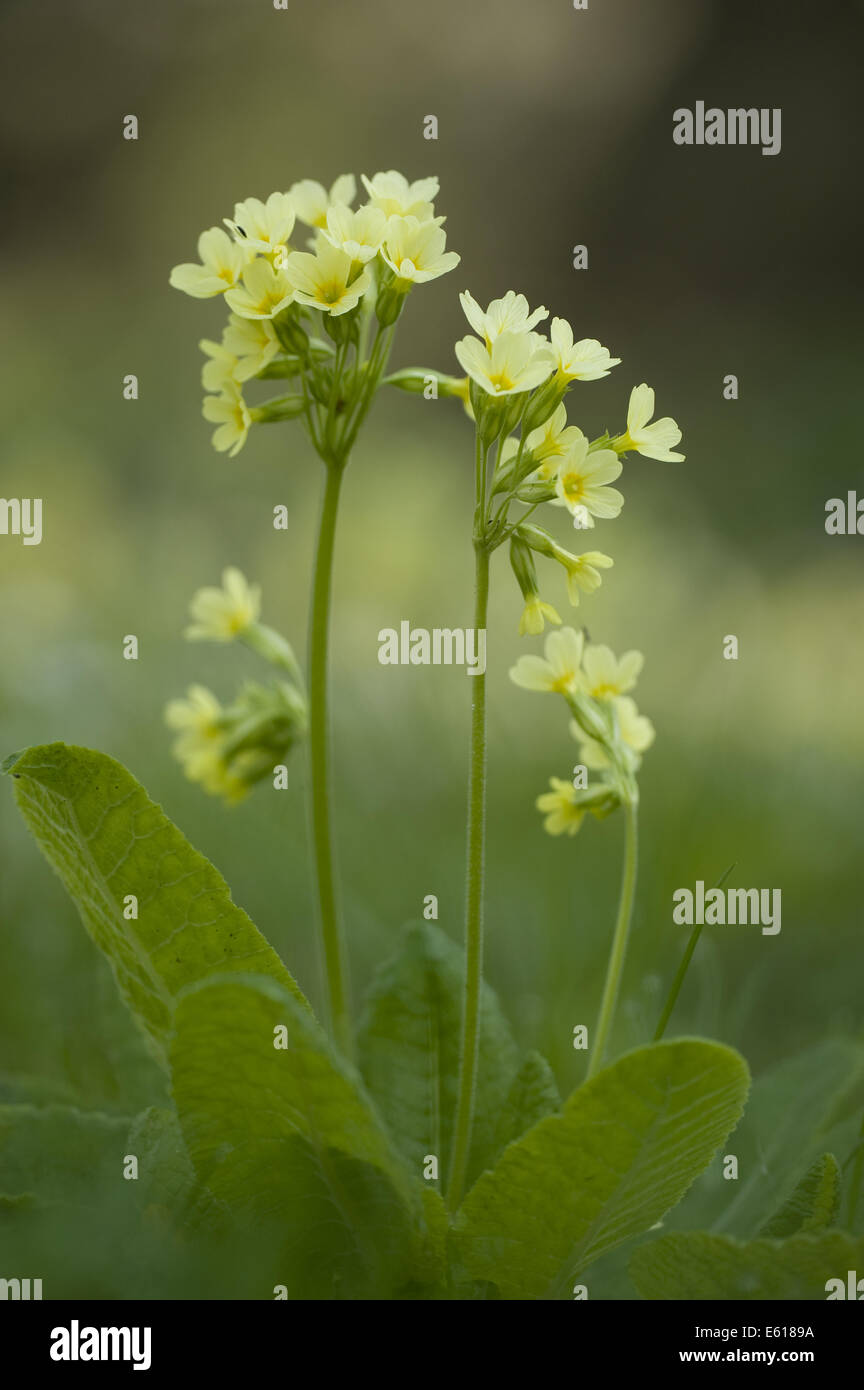 oxlip, primula elatior Stock Photo - Alamy