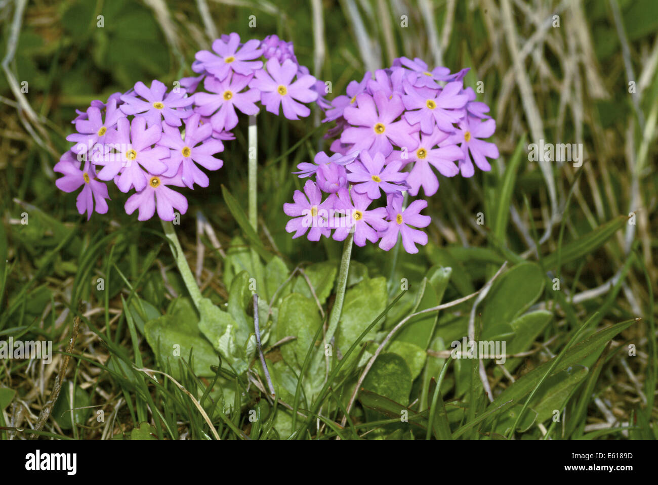 birds-eye primrose, primula farinosa Stock Photo - Alamy