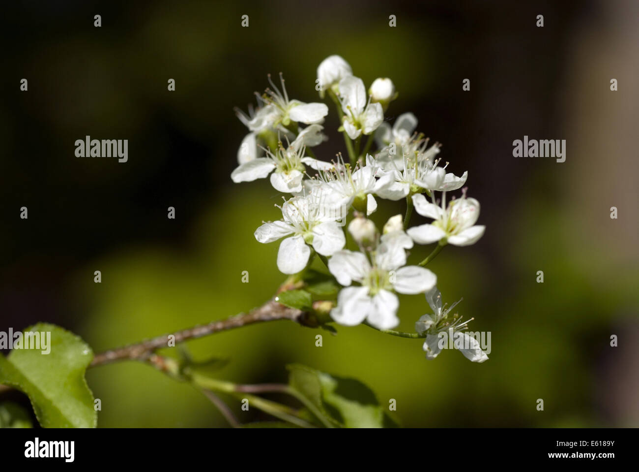 Spiraeoideae hi-res stock photography and images - Alamy