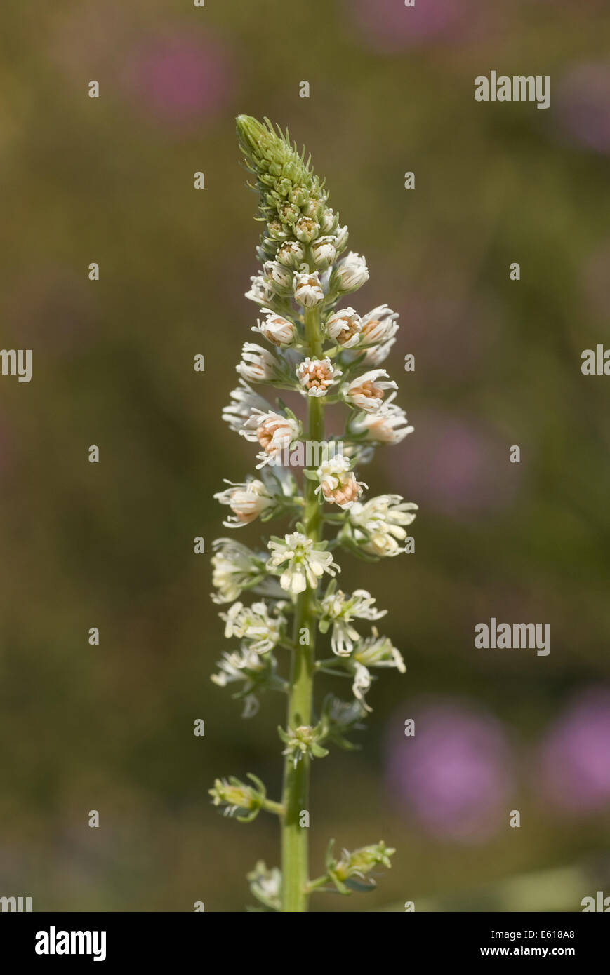 white mignonette, reseda alba Stock Photo - Alamy