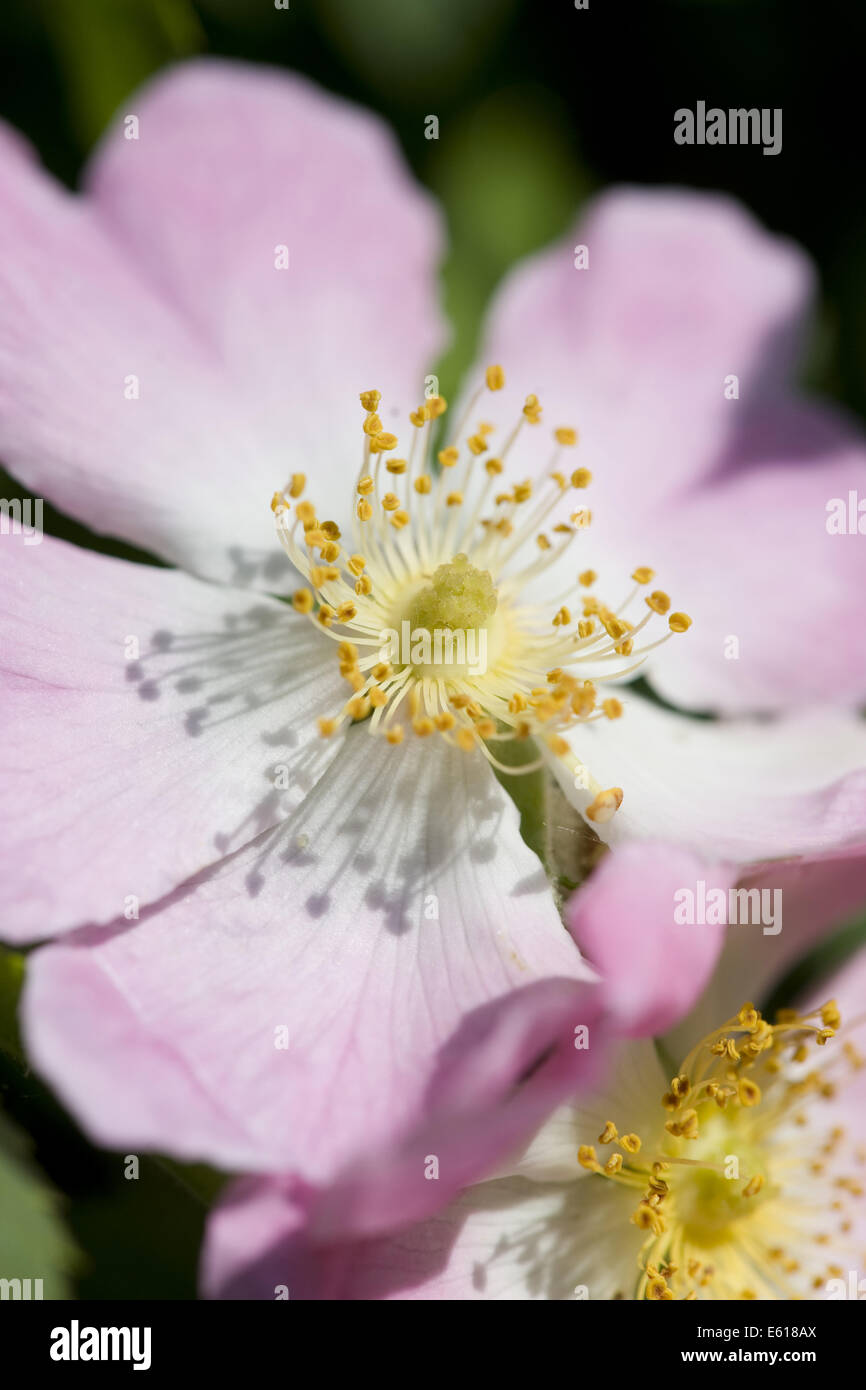 dog rose, rosa canina Stock Photo - Alamy