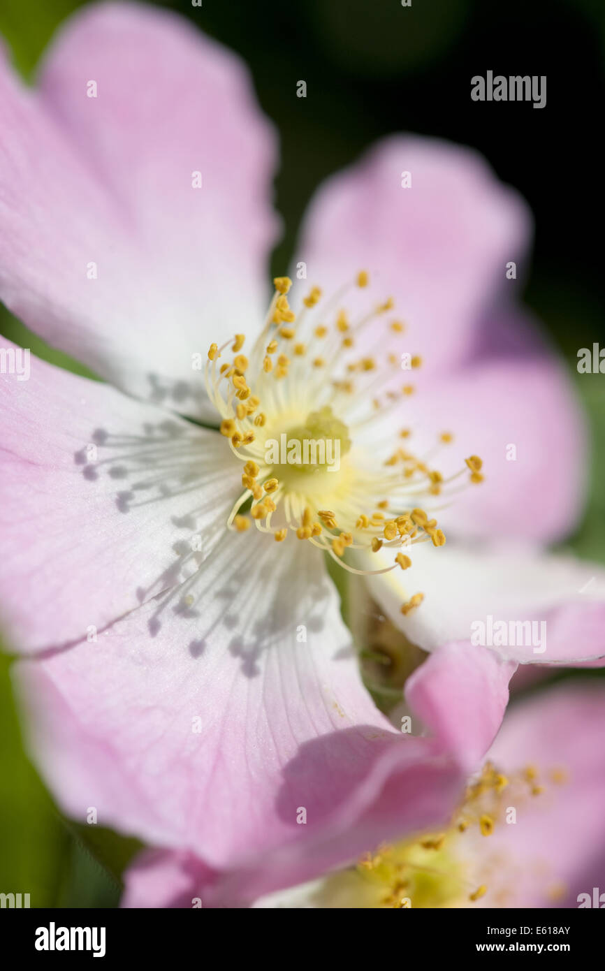 dog rose, rosa canina Stock Photo - Alamy