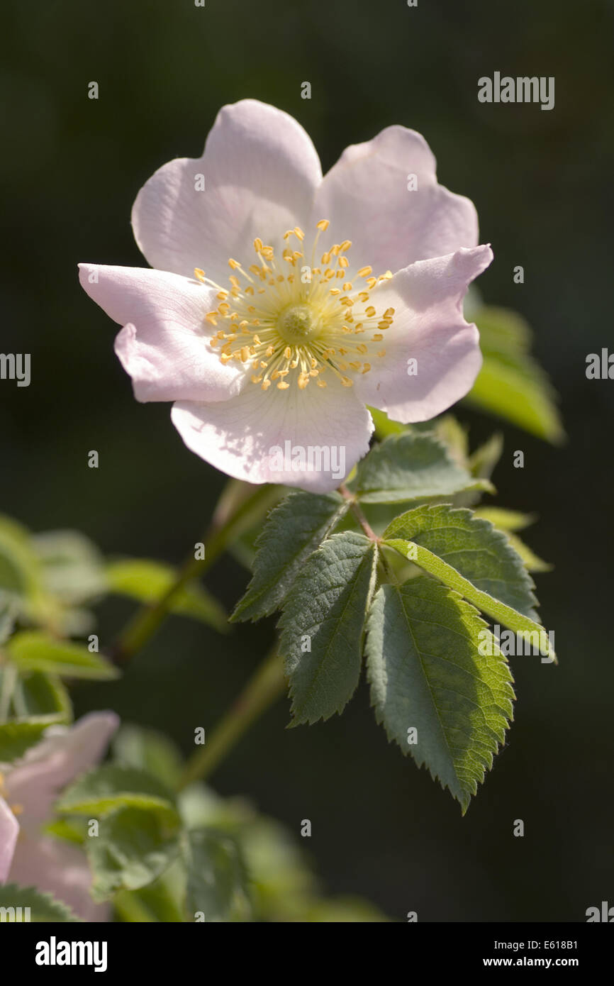 dog rose, rosa canina Stock Photo - Alamy