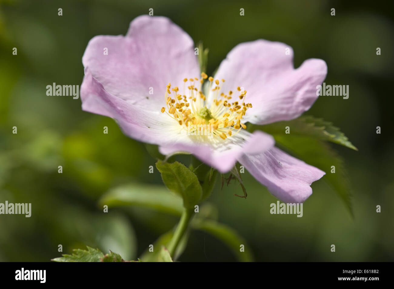 dog rose, rosa canina Stock Photo - Alamy