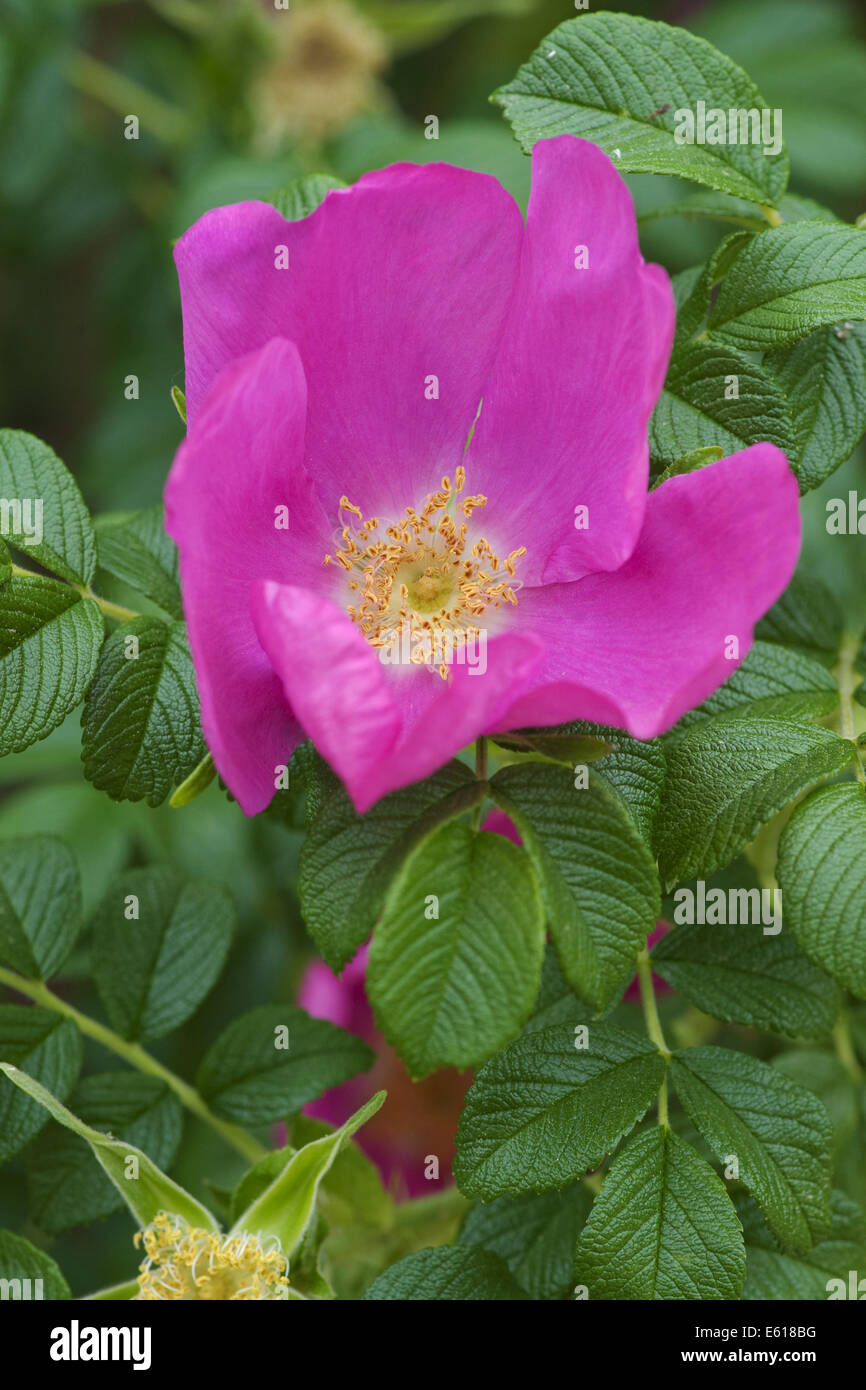 Rugosa Rose High Resolution Stock Photography and Images - Alamy