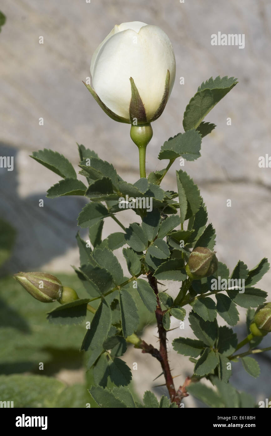 burnet rose, rosa spinosissima Stock Photo - Alamy