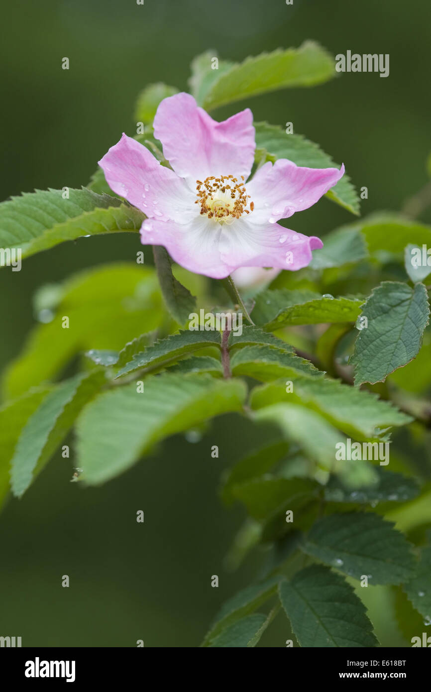 Apple rose hi-res stock photography and images - Alamy