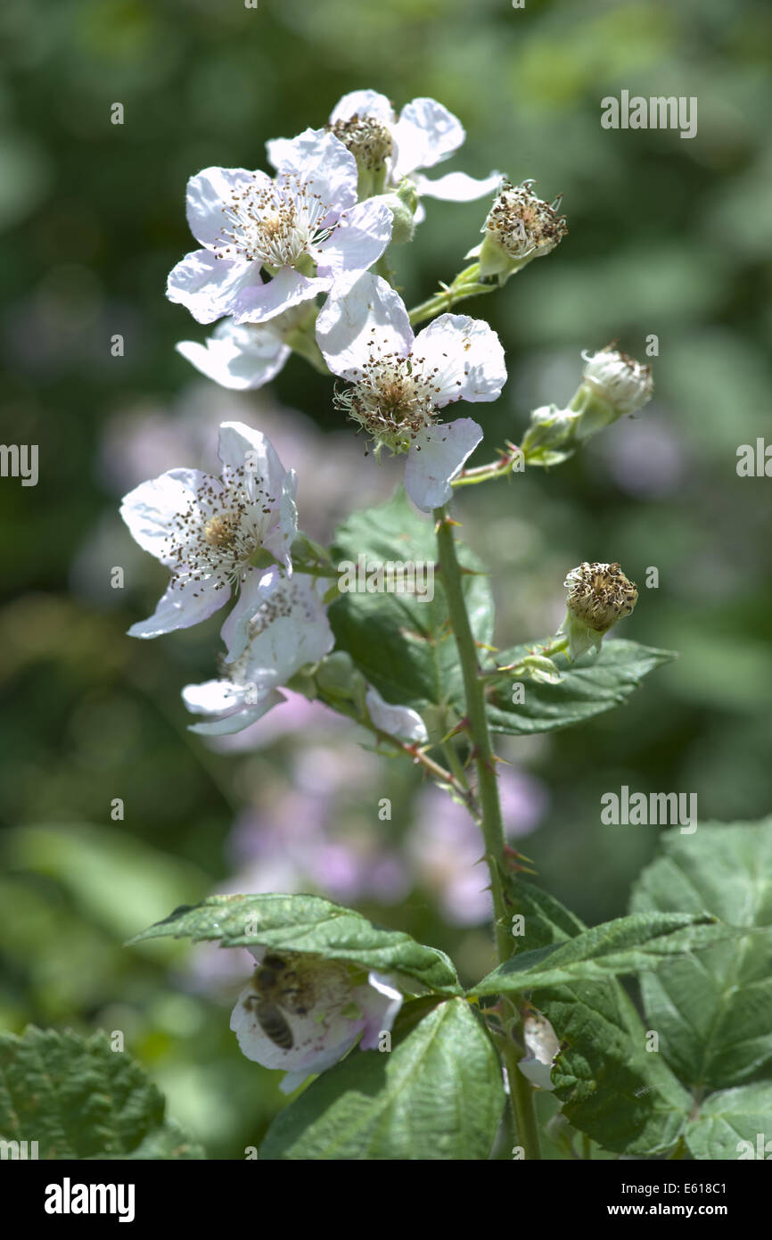 blackberry, rubus fruticosus Stock Photo - Alamy