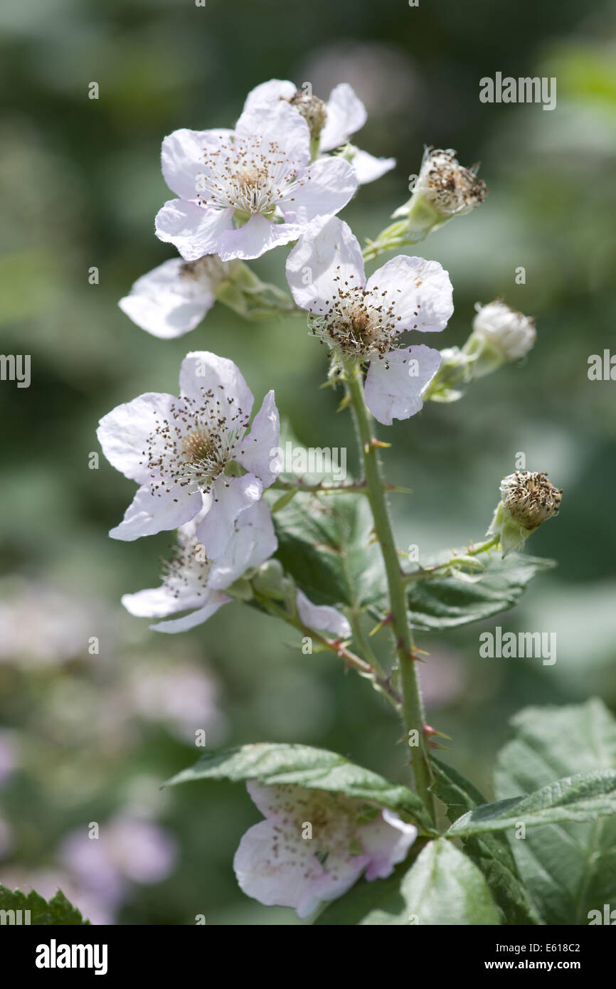 Rubus fruticosus hi-res stock photography and images - Alamy