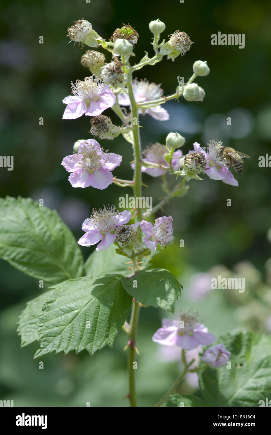 Rubus fruticosus hi-res stock photography and images - Alamy