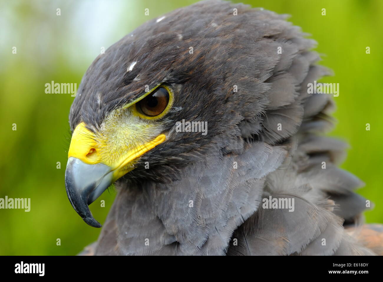 Head shot of Harris Hawk Stock Photo - Alamy