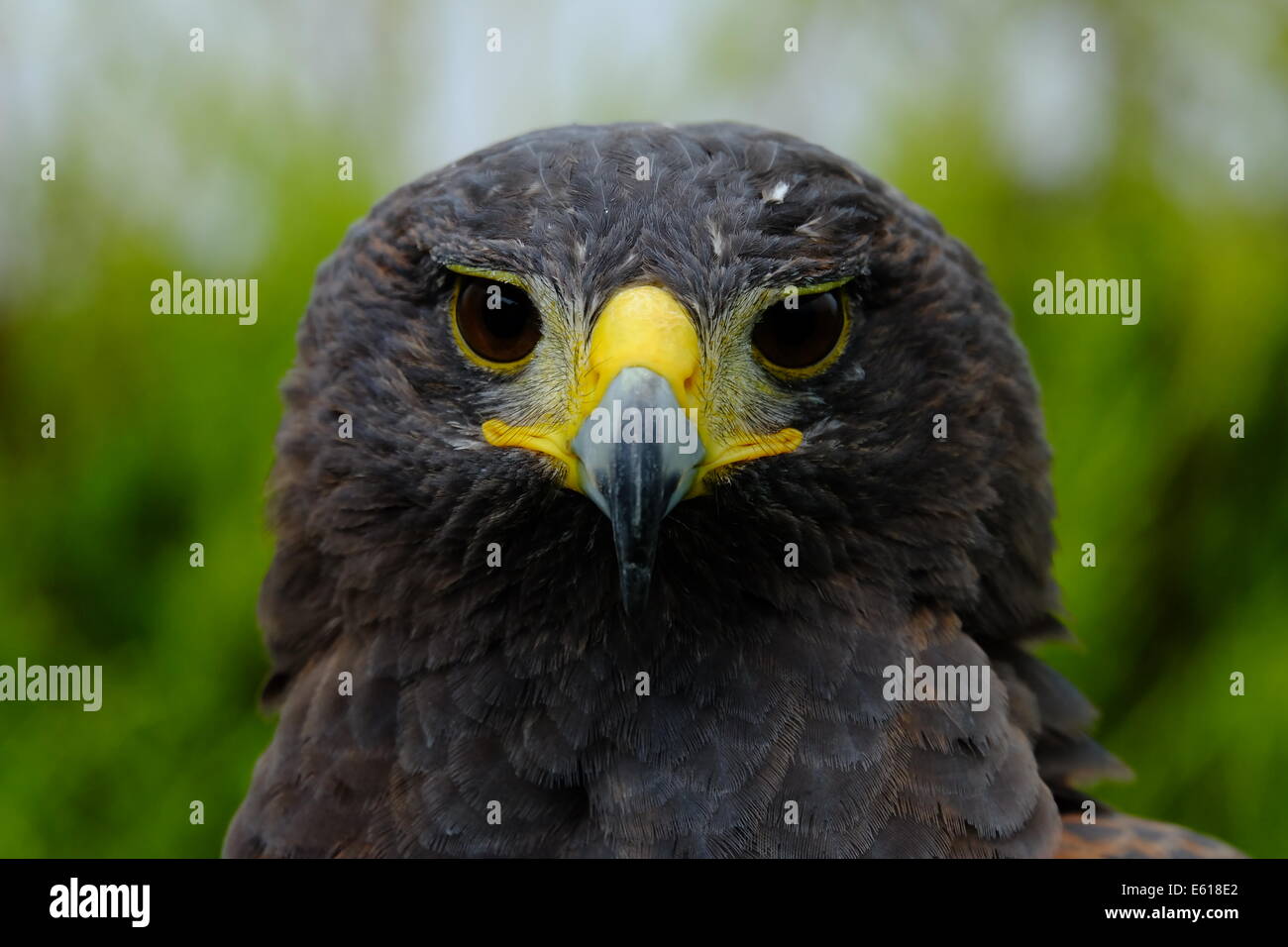 Harris Hawk, head shot Stock Photo - Alamy