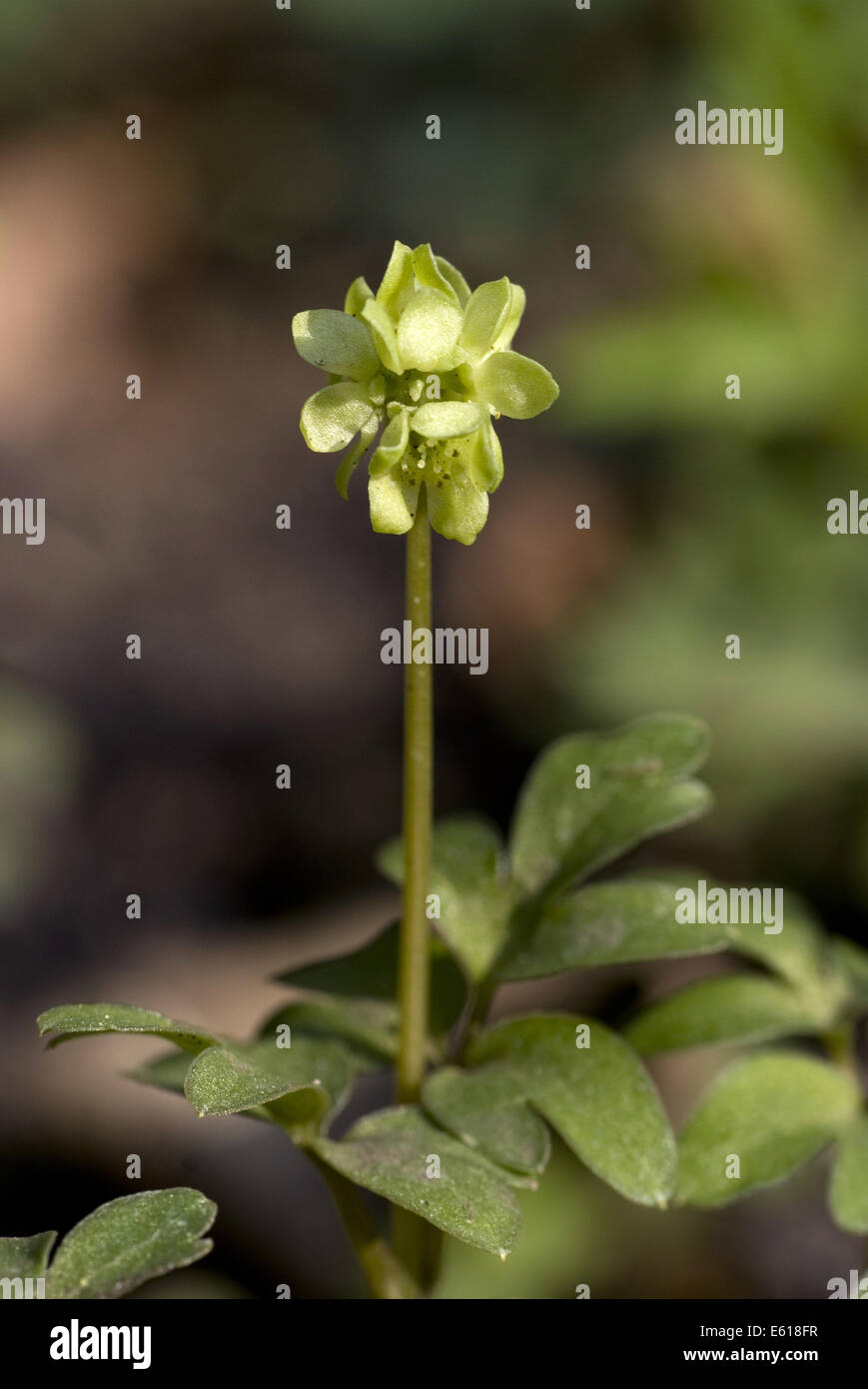 moschatel, adoxa moschatelina Stock Photo - Alamy
