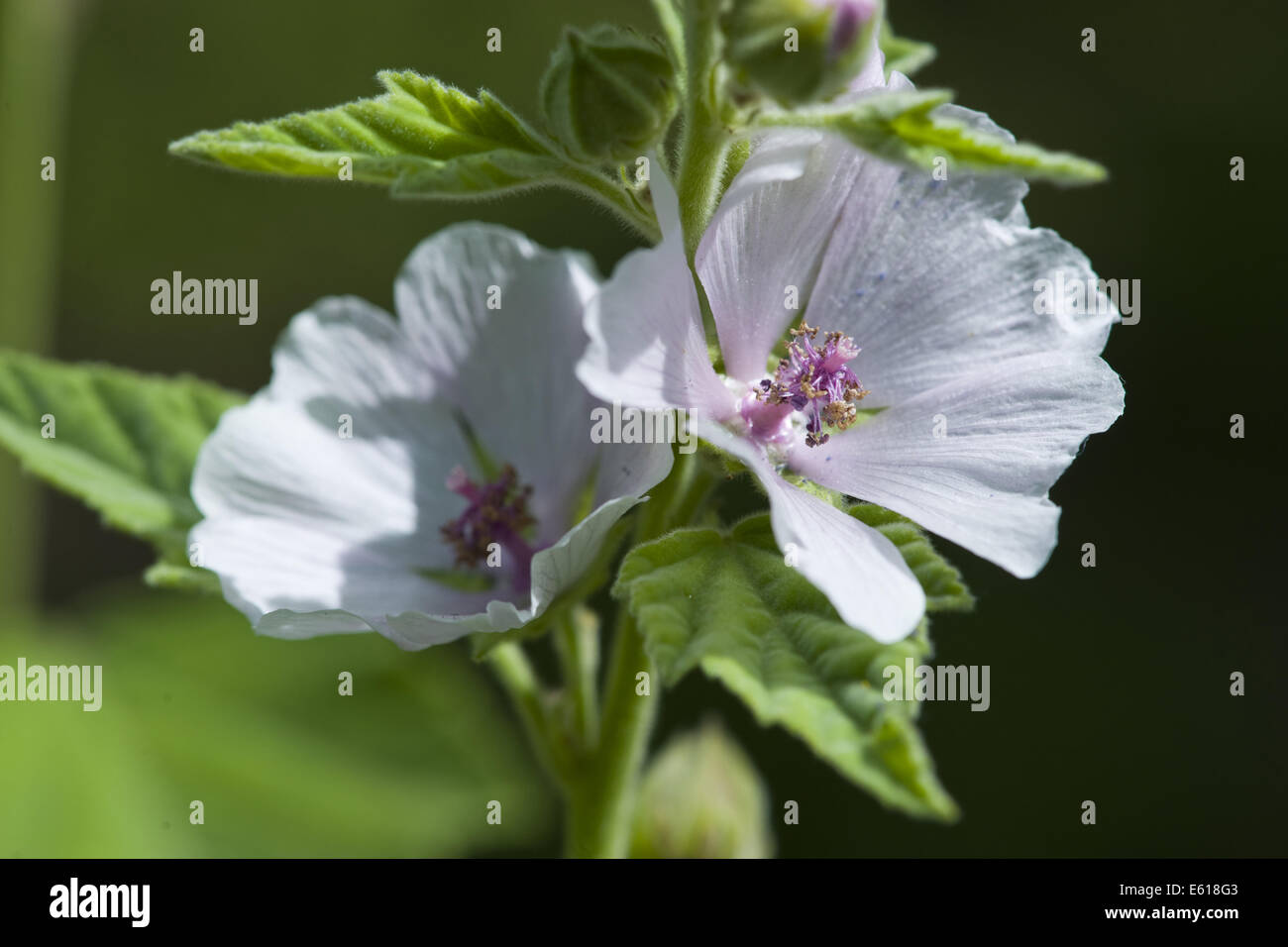 marshmallow, althaea officinalis Stock Photo - Alamy