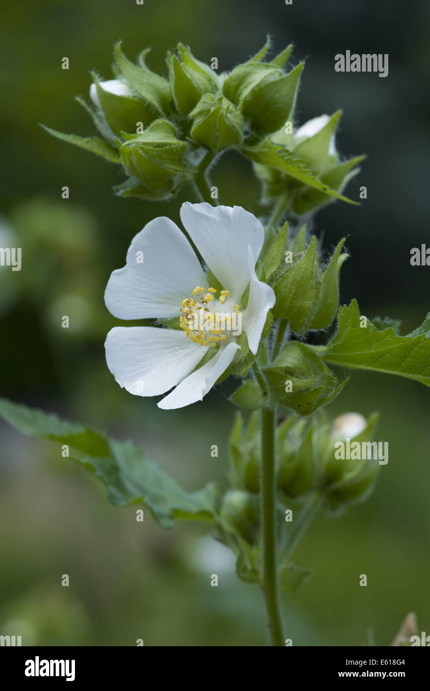 marshmallow, althaea officinalis Stock Photo - Alamy