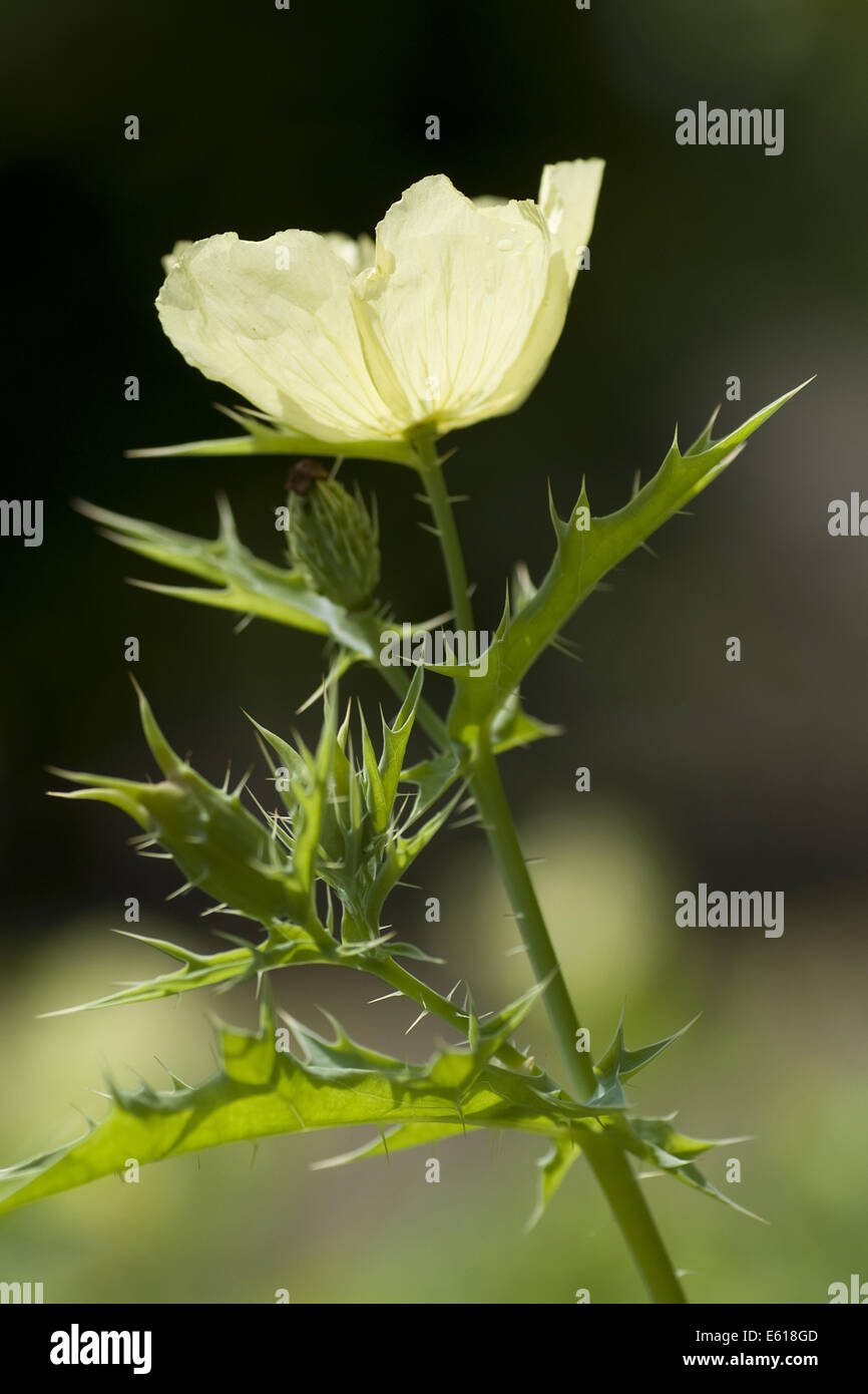 Argemone mexicana flower plant hi-res stock photography and images - Alamy
