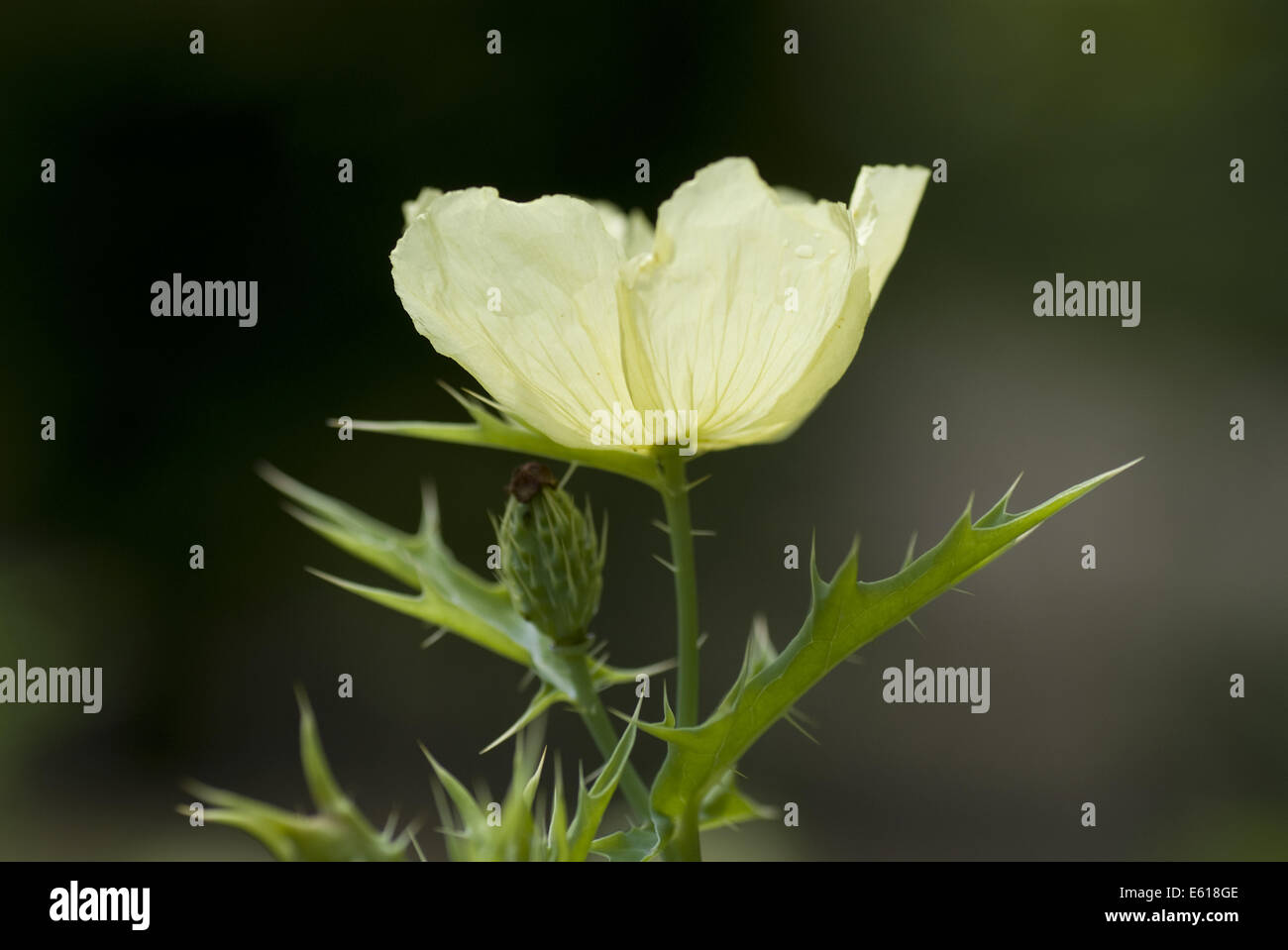 mexican poppy, argemone mexicana Stock Photo - Alamy