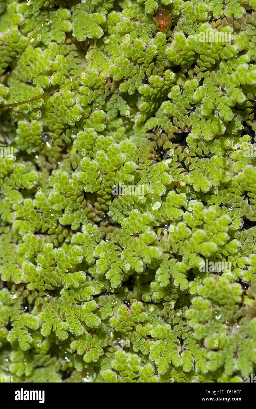 water fern, azolla filiculoides Stock Photo - Alamy