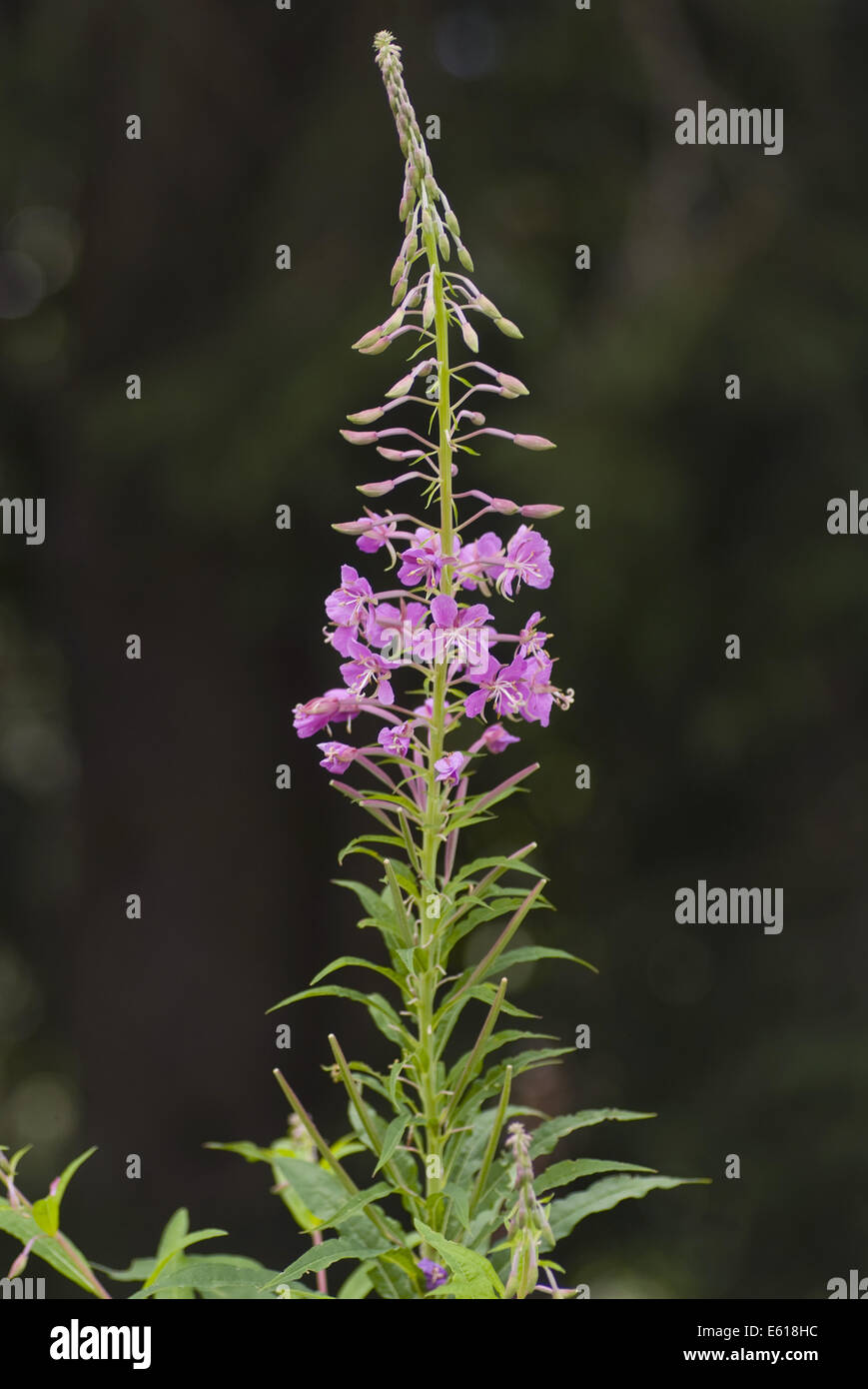 rosebay willowherb, epilobium angustifolium Stock Photo - Alamy