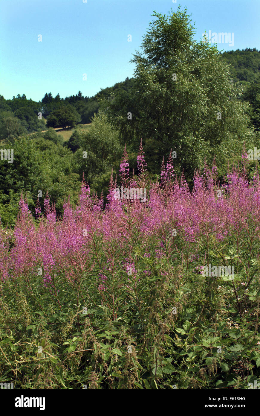 rosebay willowherb, epilobium angustifolium Stock Photo - Alamy