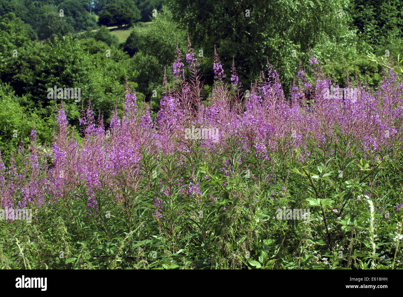rosebay willowherb, epilobium angustifolium Stock Photo - Alamy