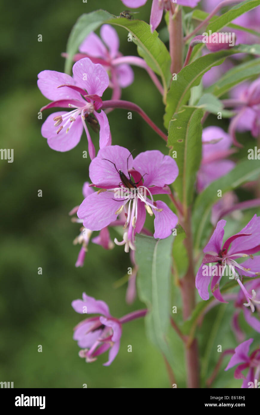 rosebay willowherb, epilobium angustifolium Stock Photo - Alamy
