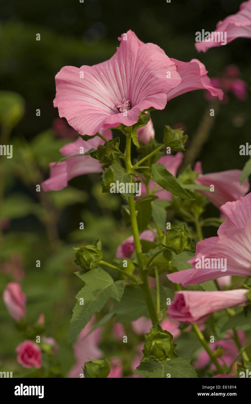Royal mallow hi-res stock photography and images - Alamy