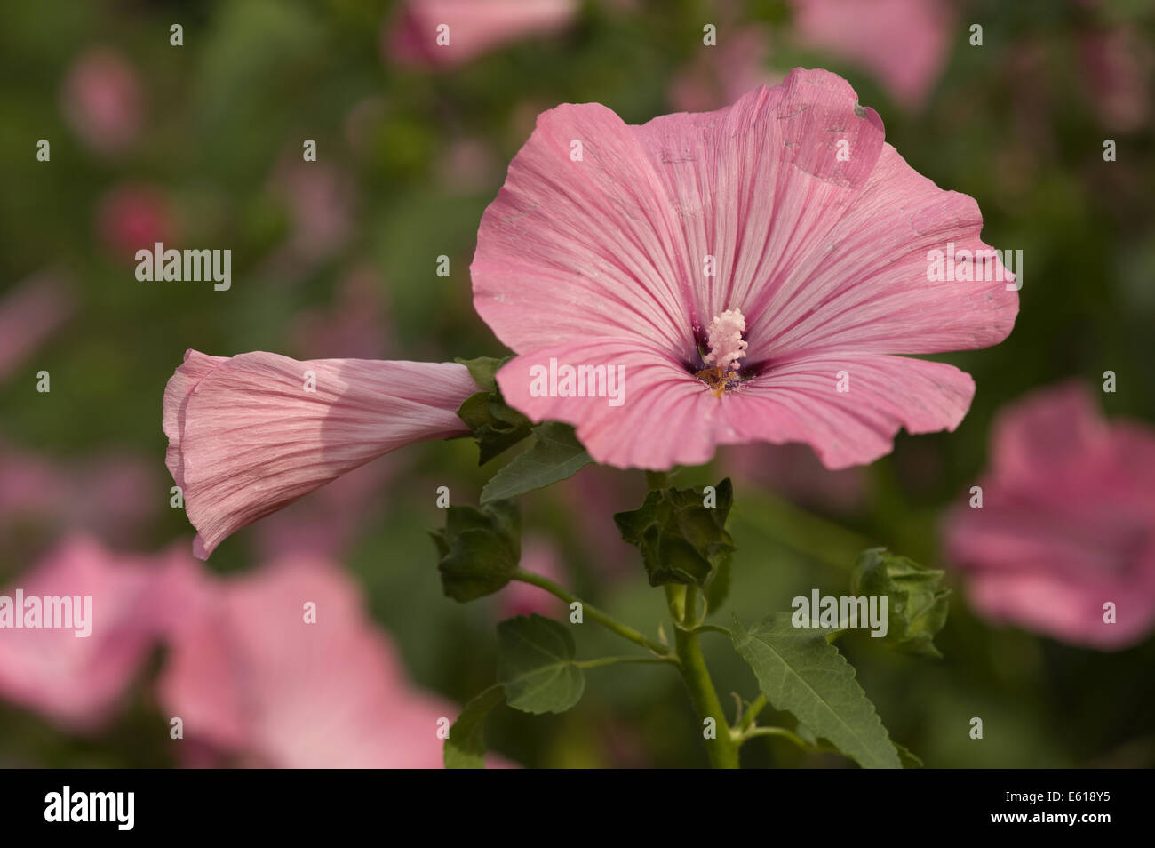 annual tree mallow, lavatera trimestris Stock Photo - Alamy