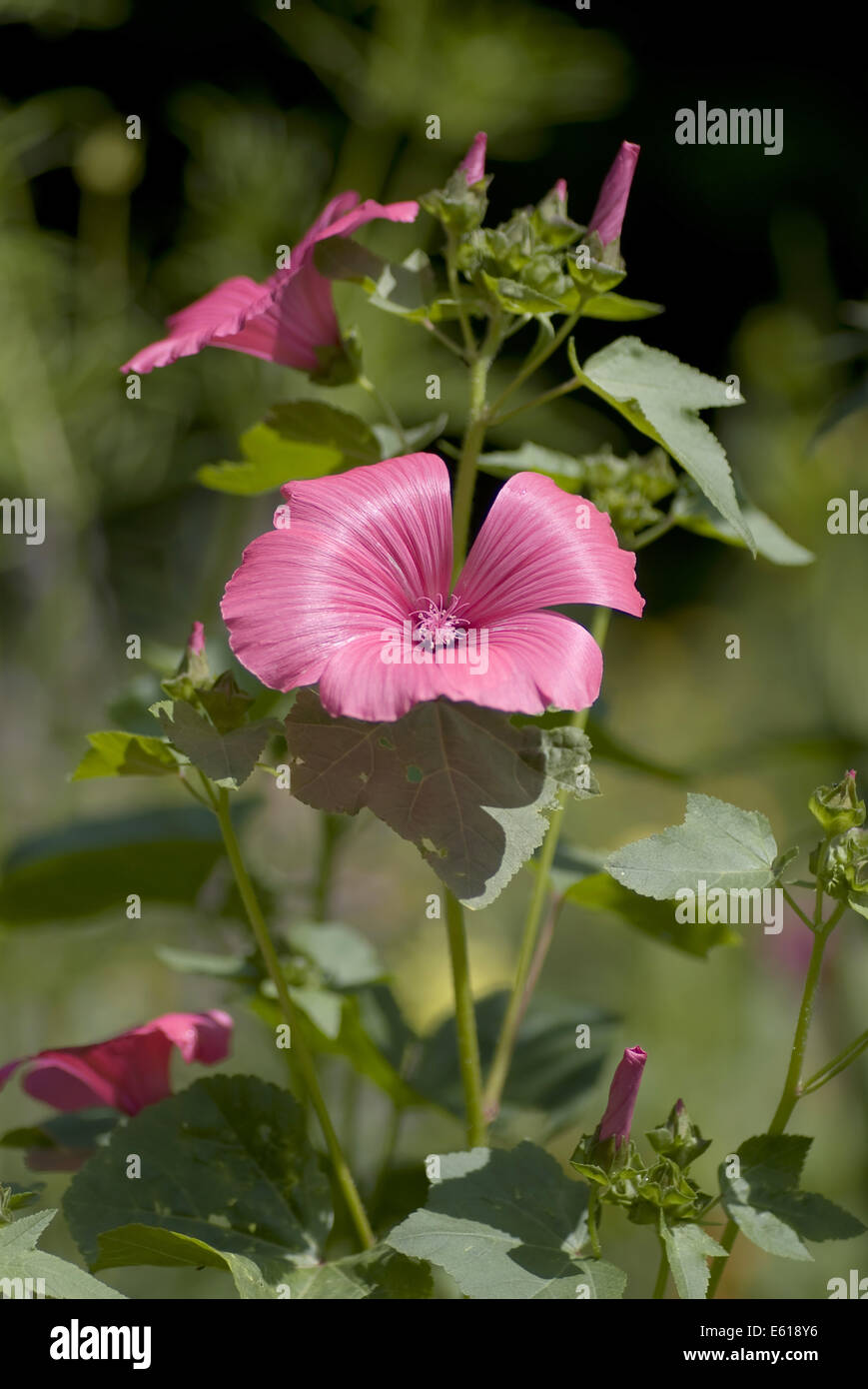annual tree mallow, lavatera trimestris Stock Photo - Alamy