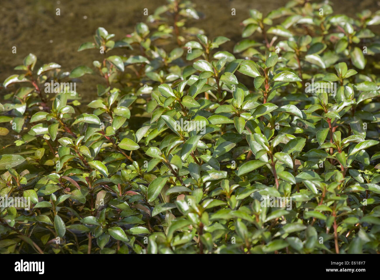 marsh seedbox, ludwigia palustris Stock Photo - Alamy