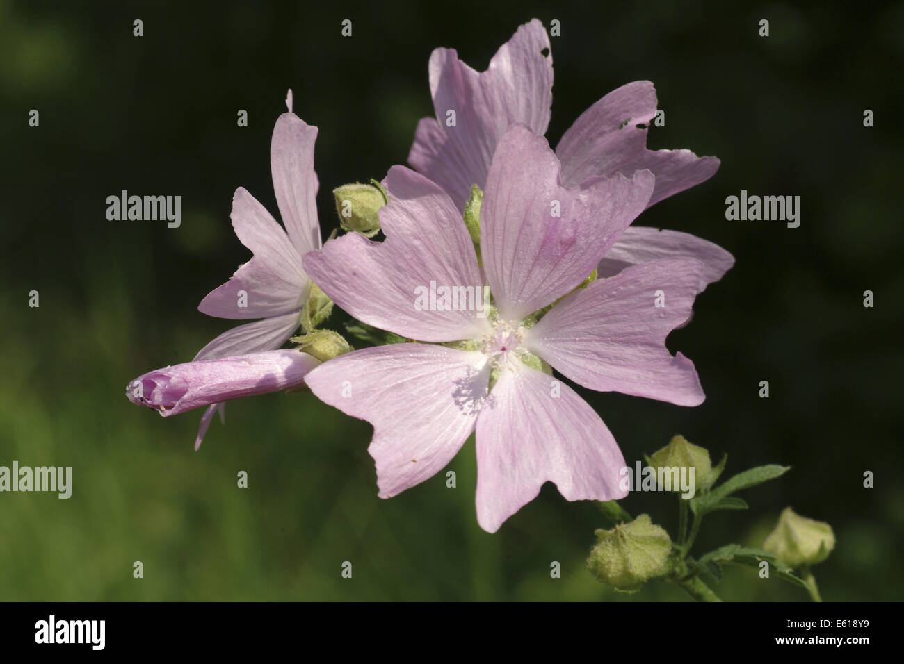 greater musk-mallow, malva alcea Stock Photo - Alamy