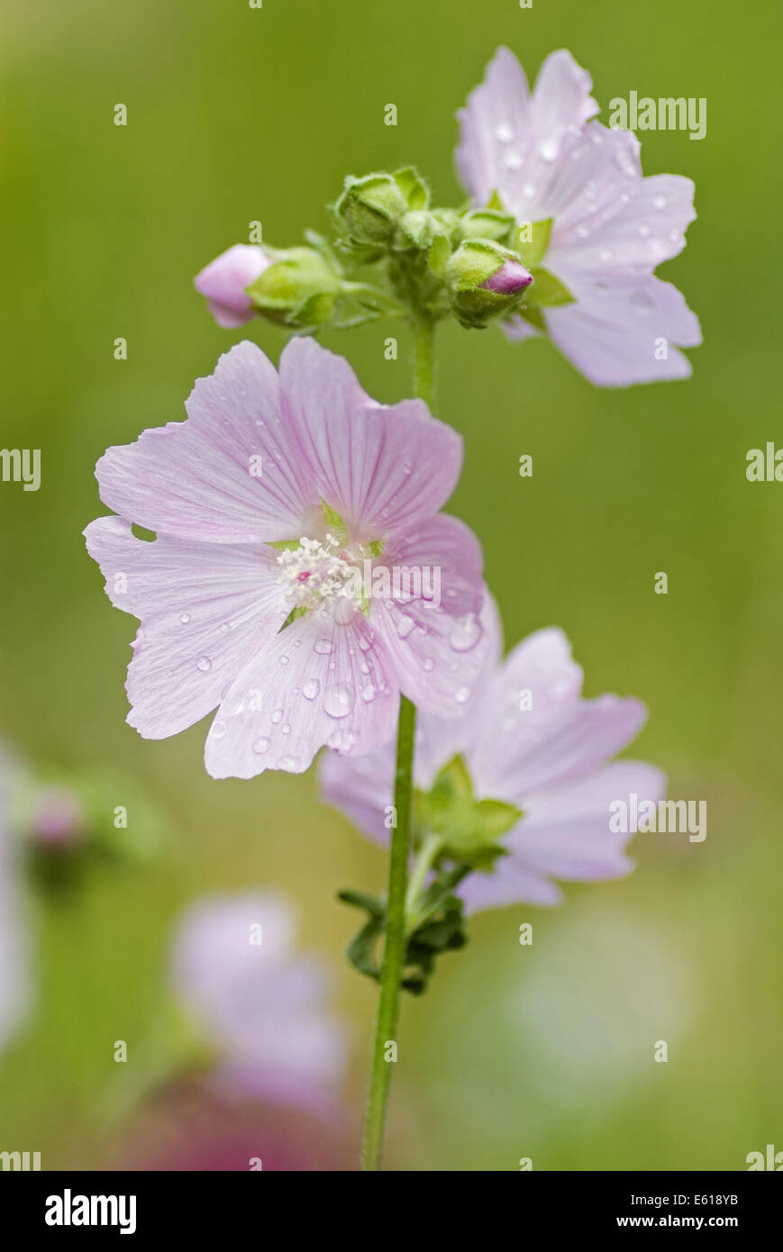Malva alcea hi-res stock photography and images - Alamy