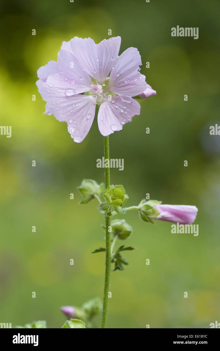 greater musk-mallow, malva alcea Stock Photo - Alamy