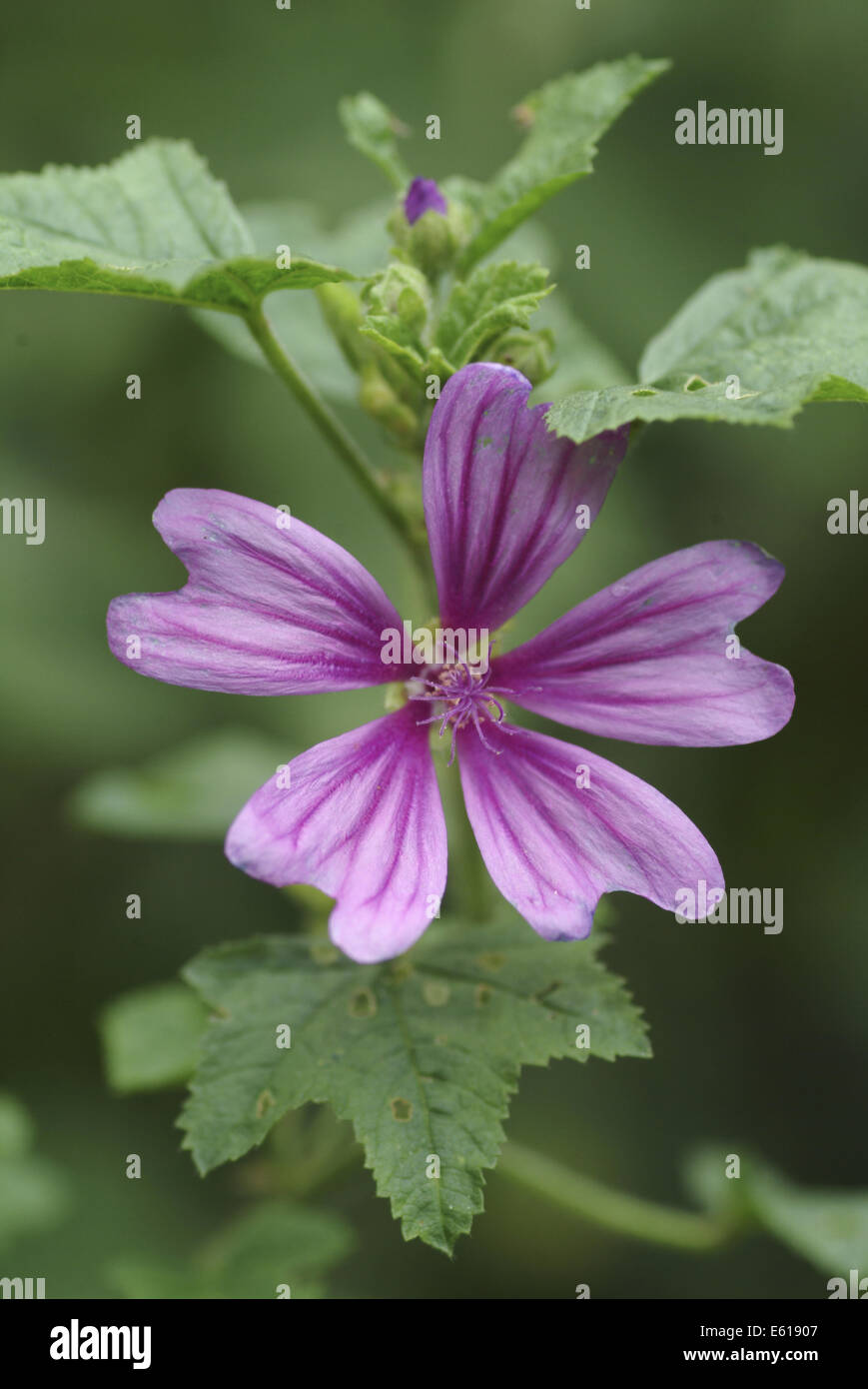 common mallow, malva sylvestris Stock Photo - Alamy