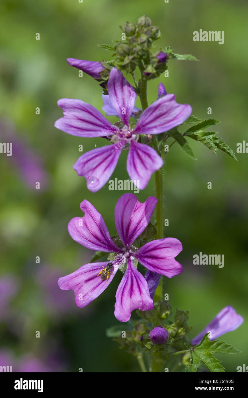 common mallow, malva sylvestris ssp. sylvestris Stock Photo - Alamy