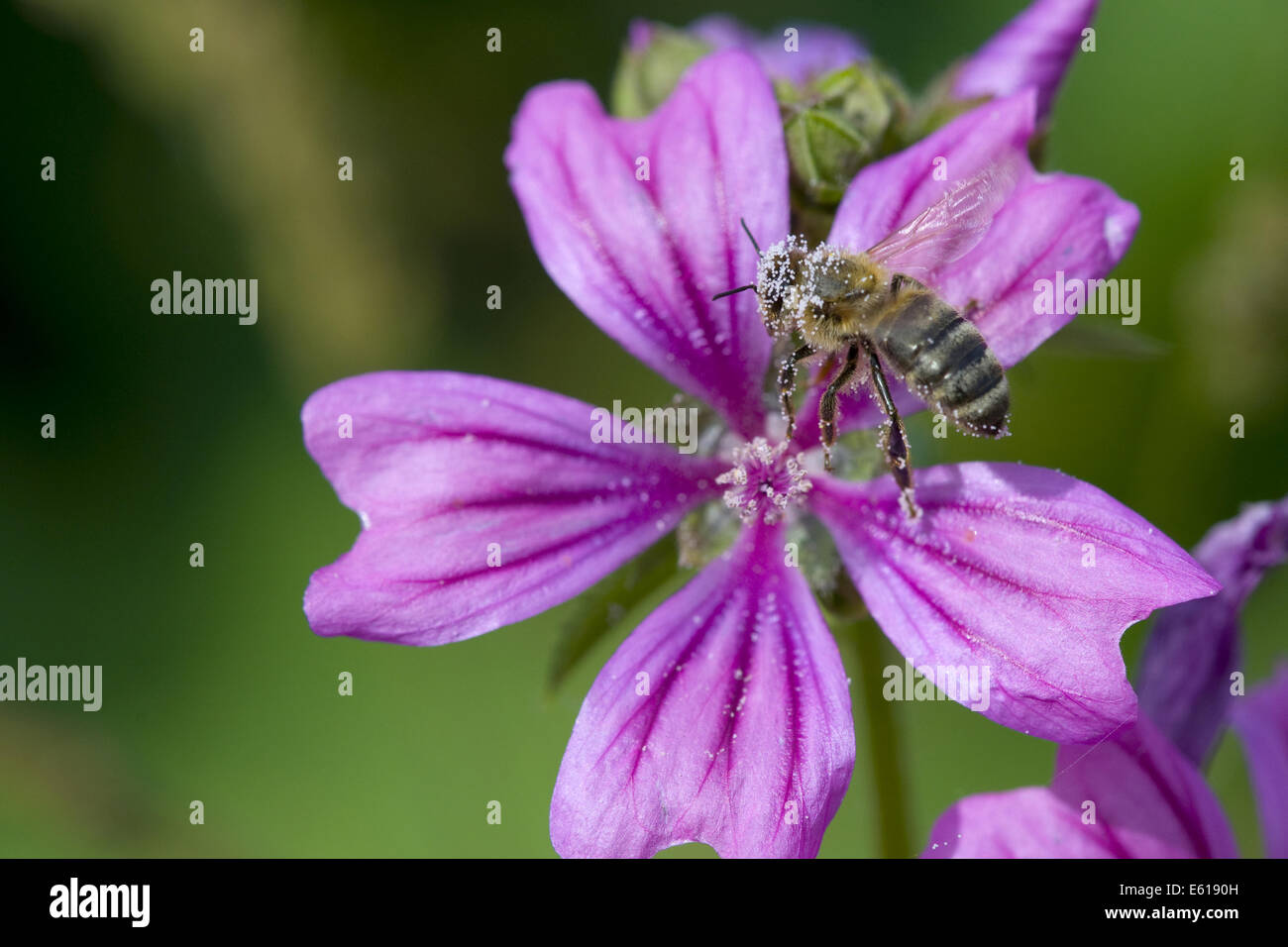 common mallow, malva sylvestris ssp. sylvestris Stock Photo - Alamy