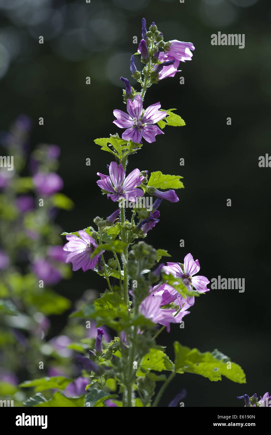 common mallow, malva sylvestris ssp. sylvestris Stock Photo - Alamy