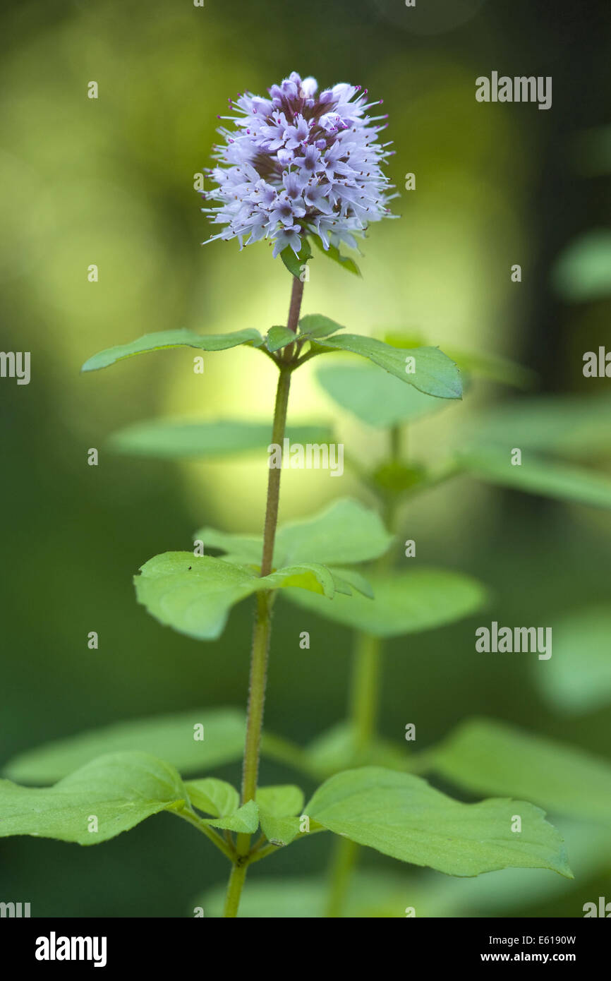 water mint, mentha aquatica Stock Photo - Alamy