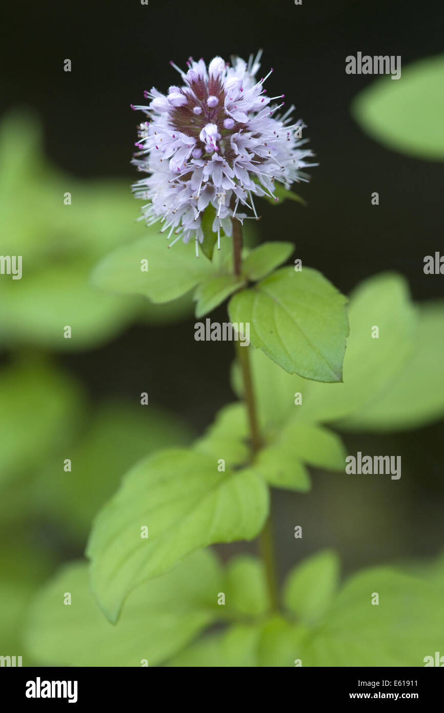 water mint, mentha aquatica Stock Photo - Alamy