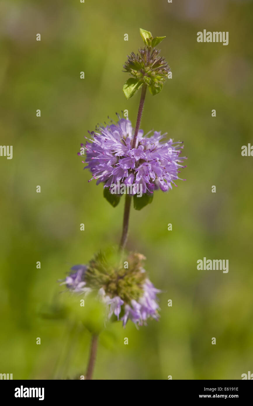 European Pennyroyal