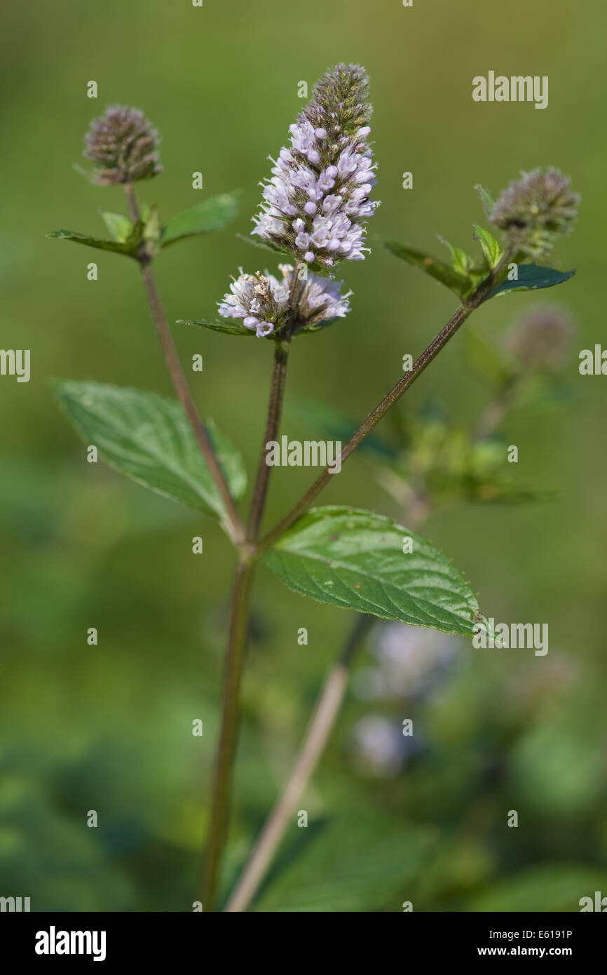 peppermint, mentha x piperita Stock Photo - Alamy